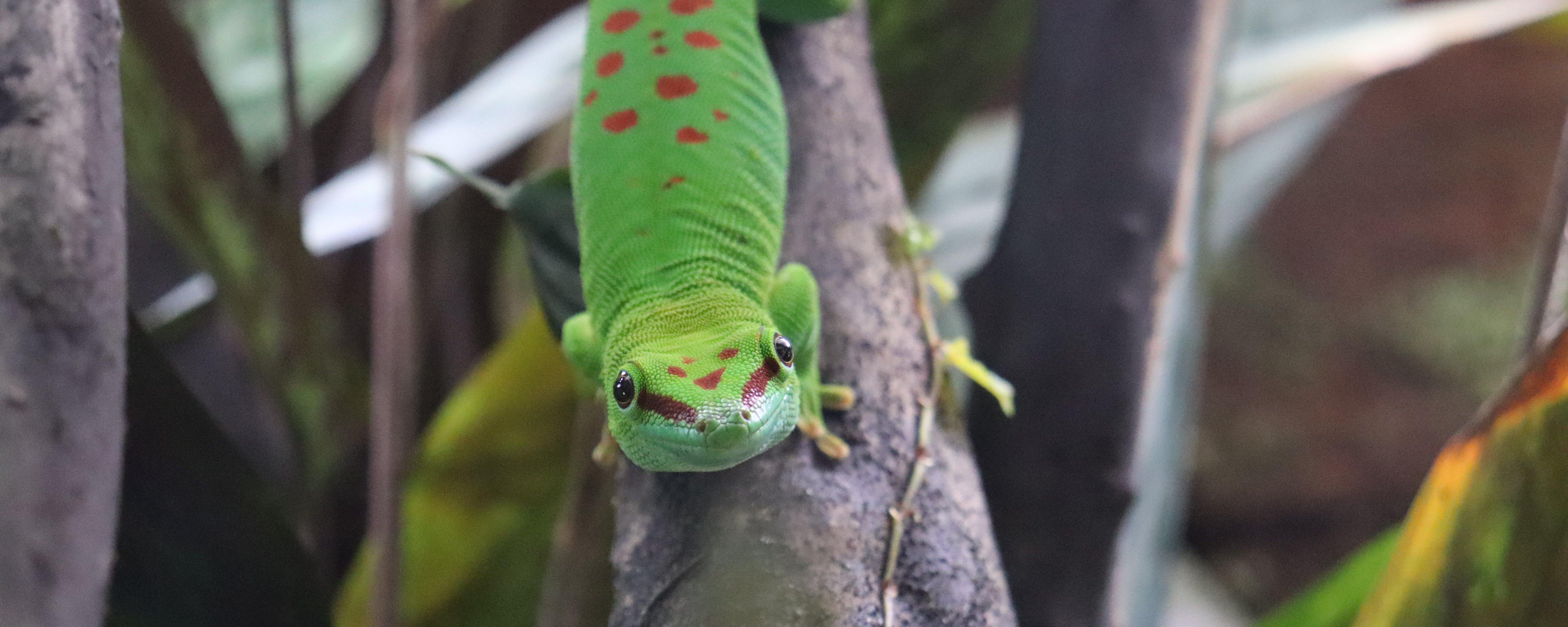 Taggecko